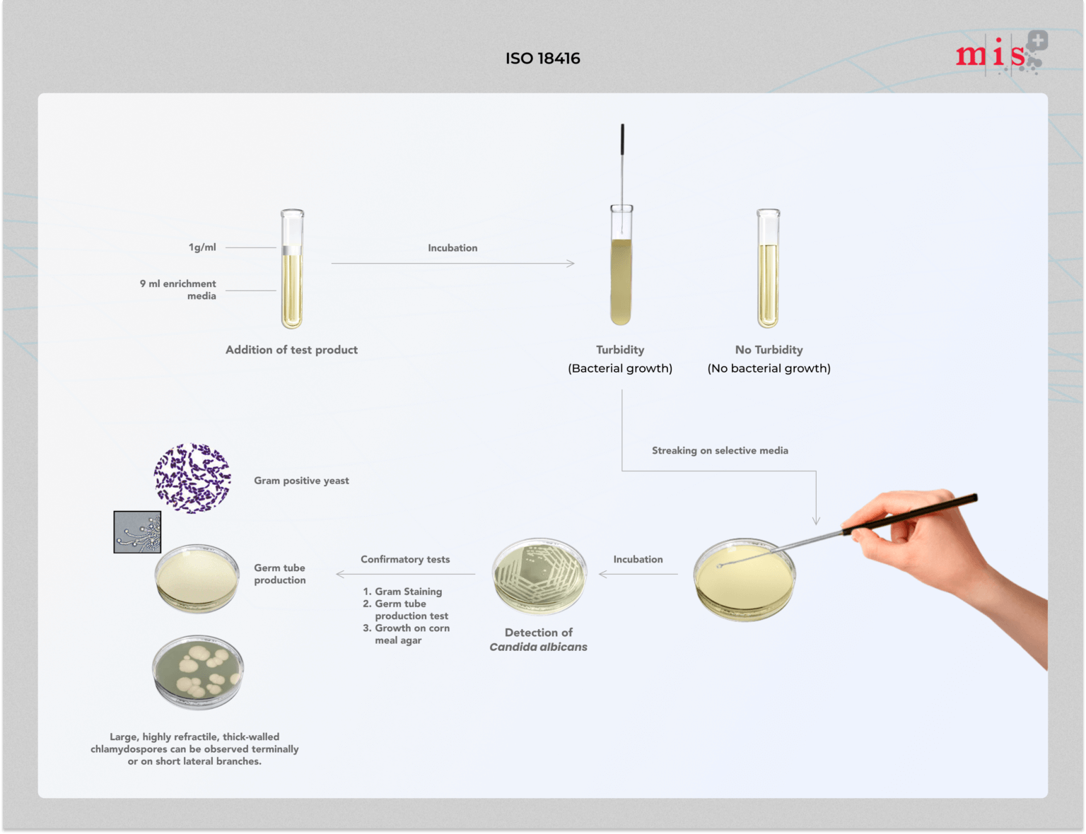 ISO 18416 Testing: Candida albicans Detection in Cosmetics