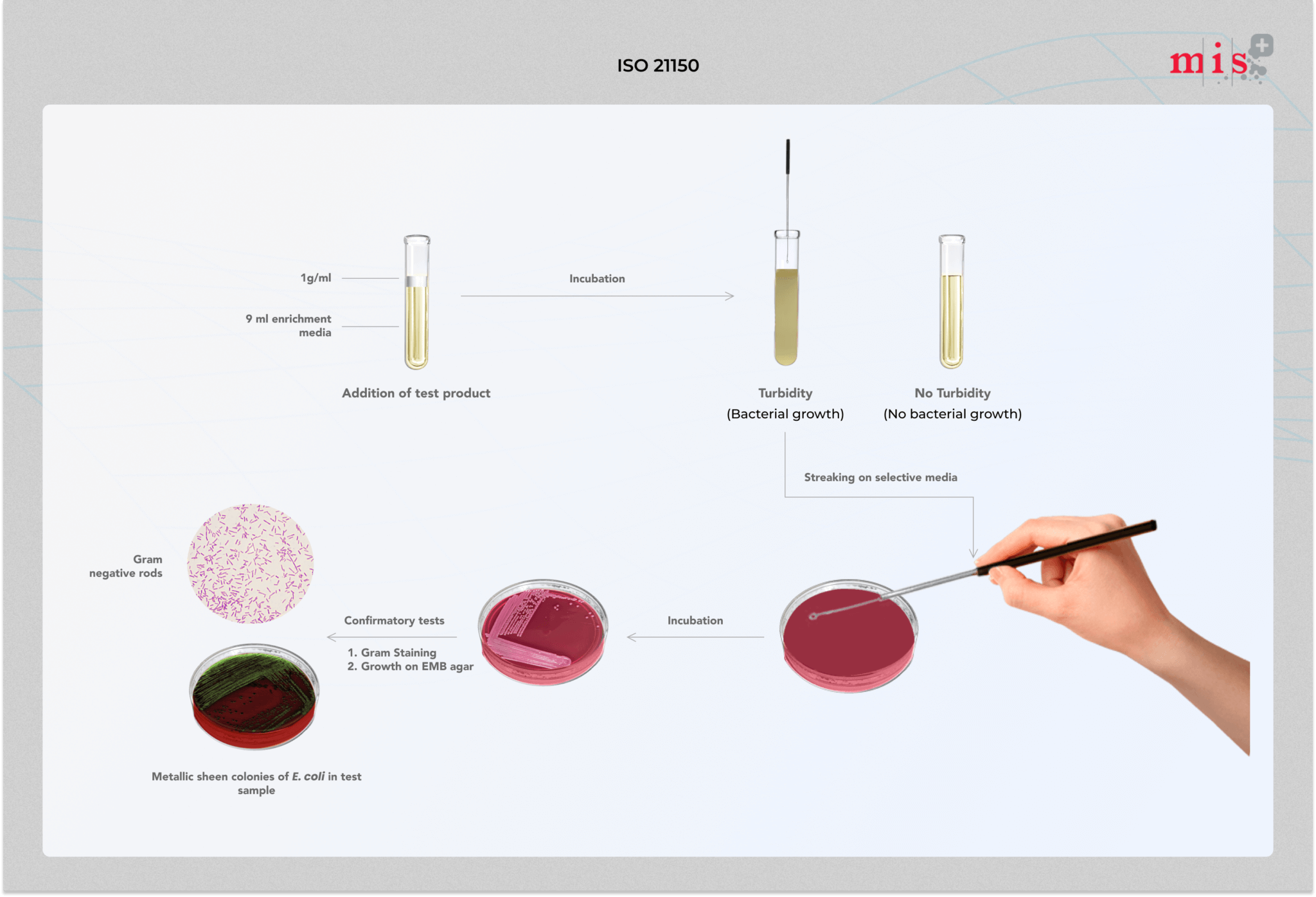 ISO 21150 E. coli Detection in Cosmetics Testing Services