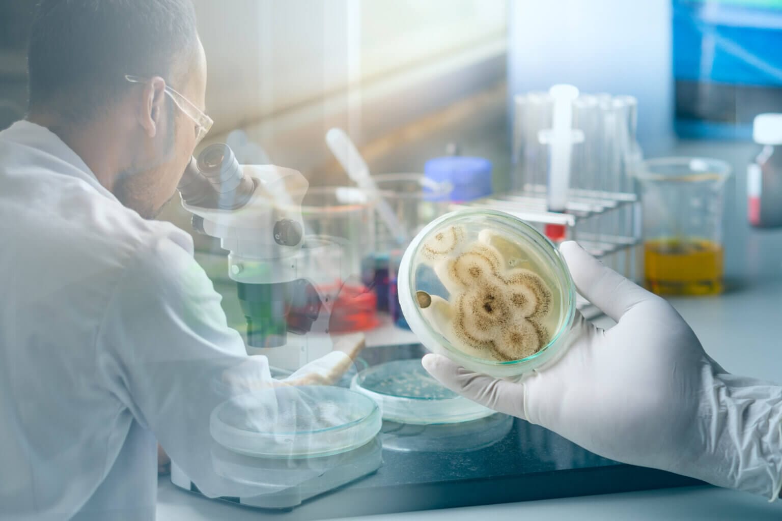 ASTM Standards for Antifungal Plastics