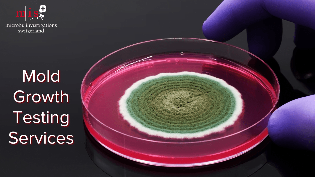 Mold Growth Testing Services