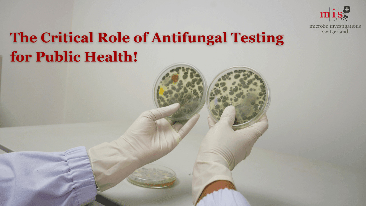 Antifungal testing - Significance for public health and safety