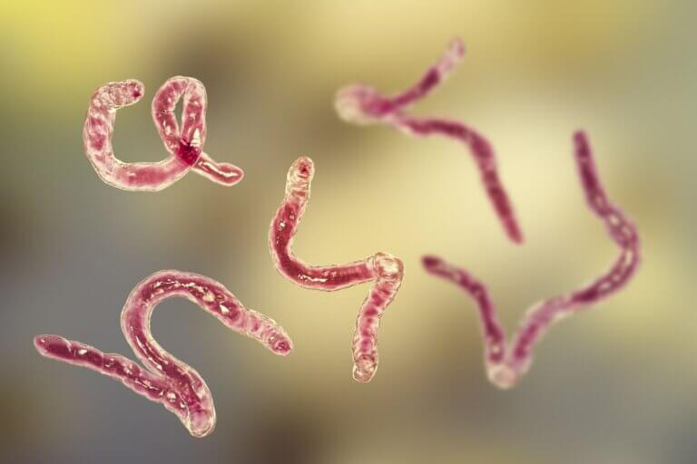 Parasite vs Bacteria: Key Differences Explained