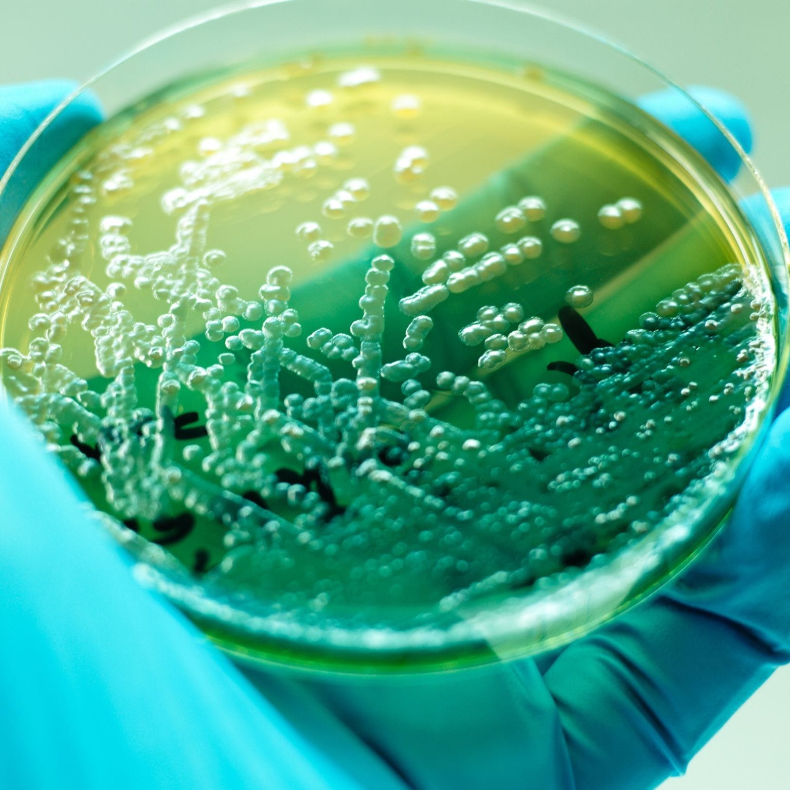 Cosmetic Testing Services for Safe Personal Care Products