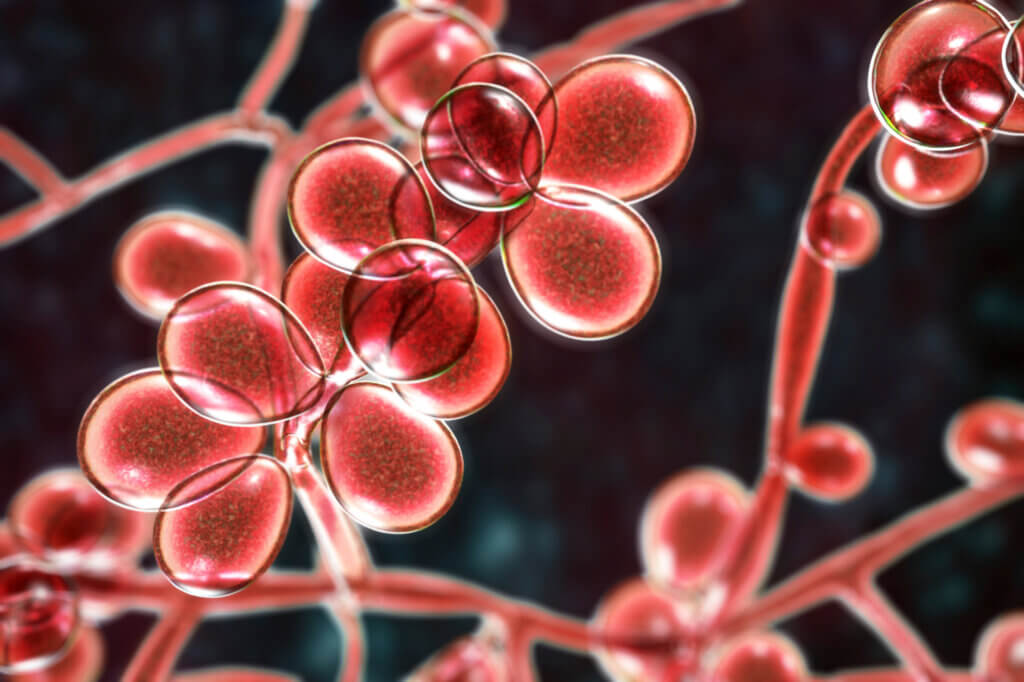 Biocide testing: How to test their efficacy?