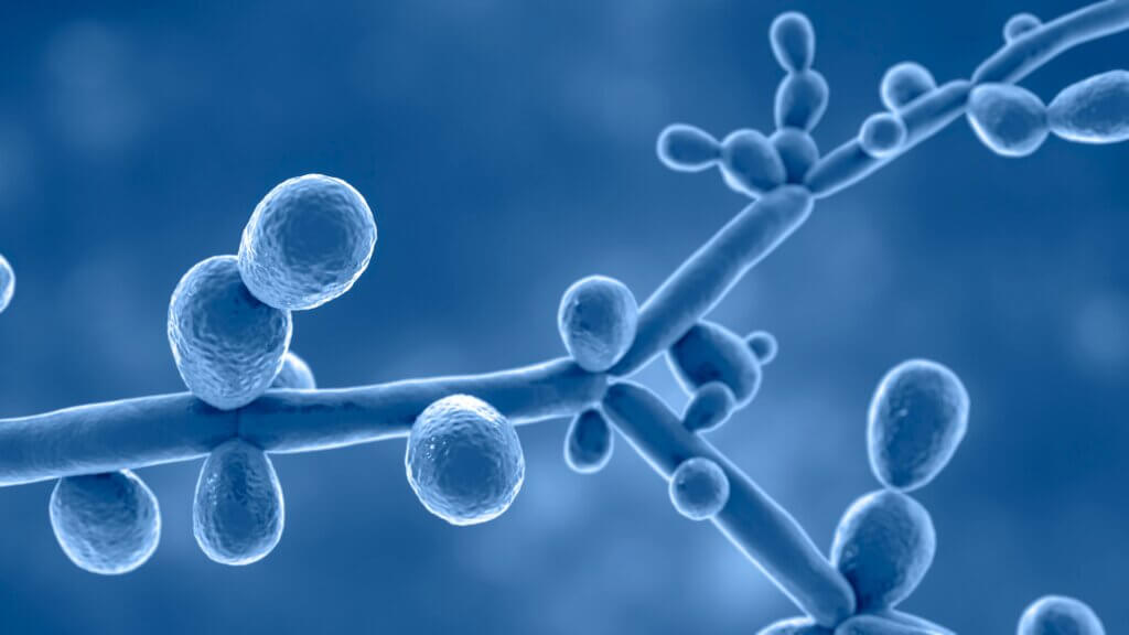 Microbiology testing for Cosmetics